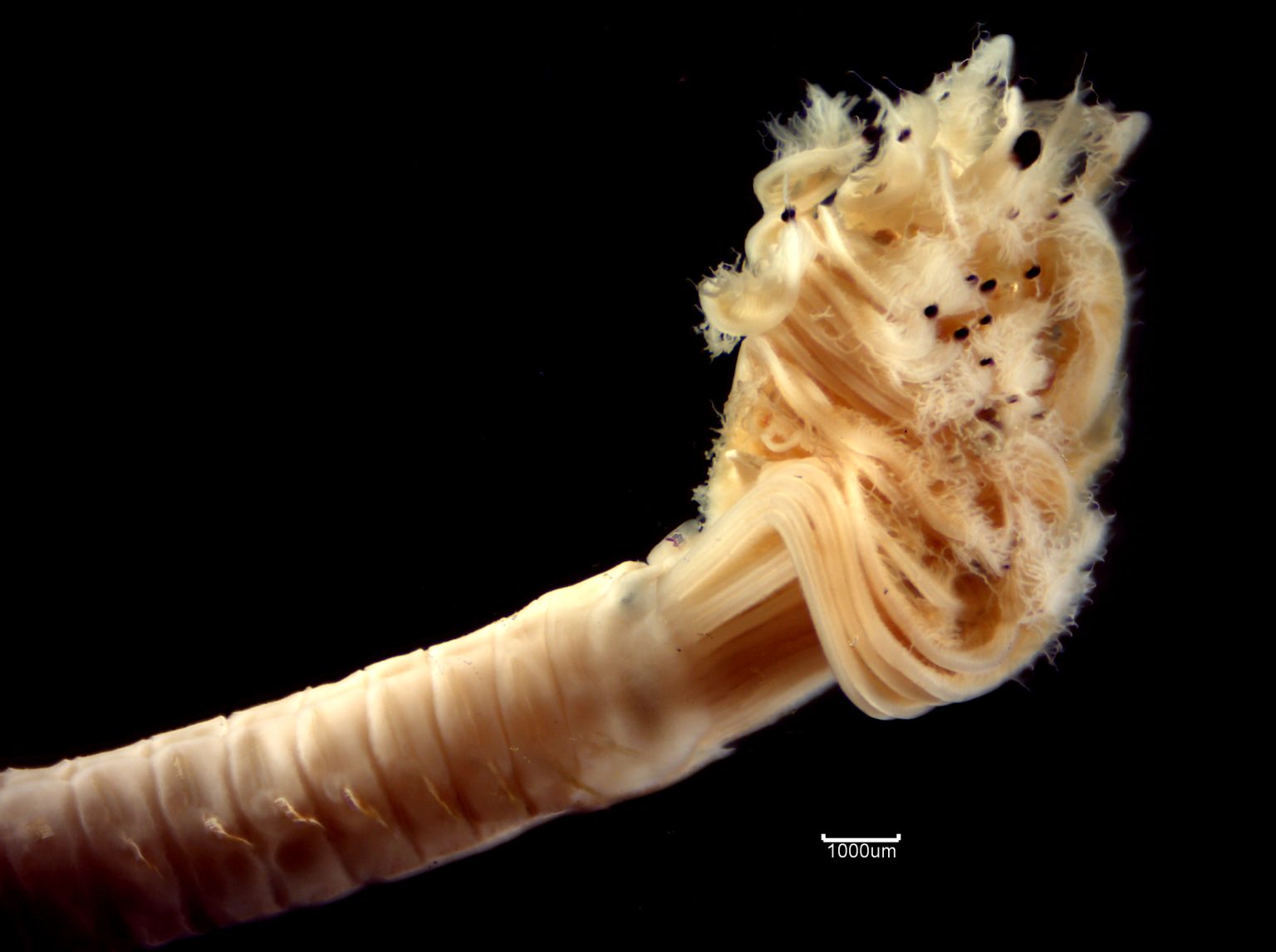 International Polychaete Day: why we love polychaetes