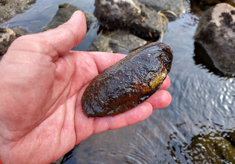 Freshwater pearl mussel surveys